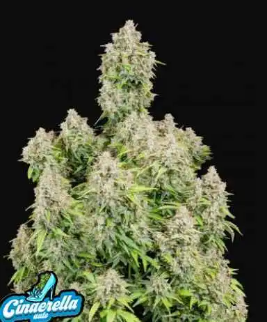 ORIGINAL CINDERELLA - 5 | BAIRESGROW