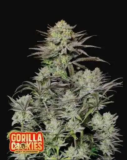GORILLA COOKIES FASTER | BAIRESGROW